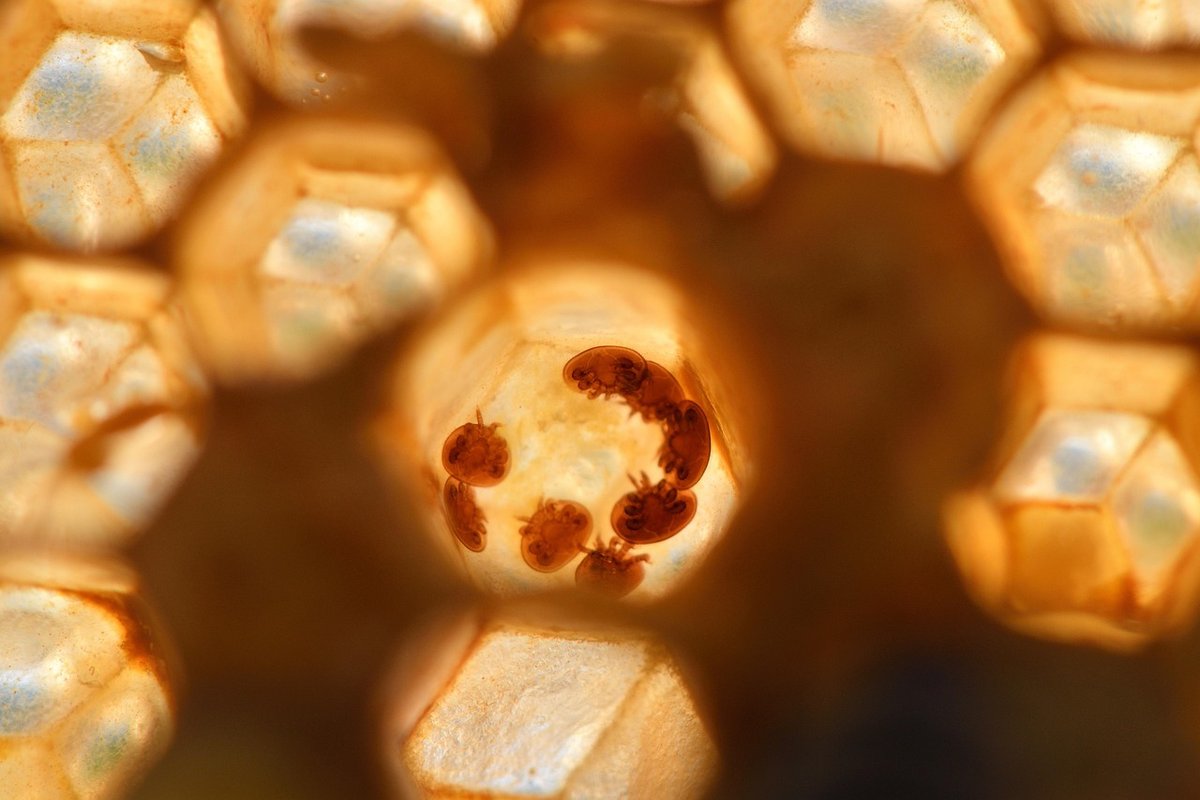 Identify Varroa Mites by Size, Shape & Life Cycle - Plant Grower World