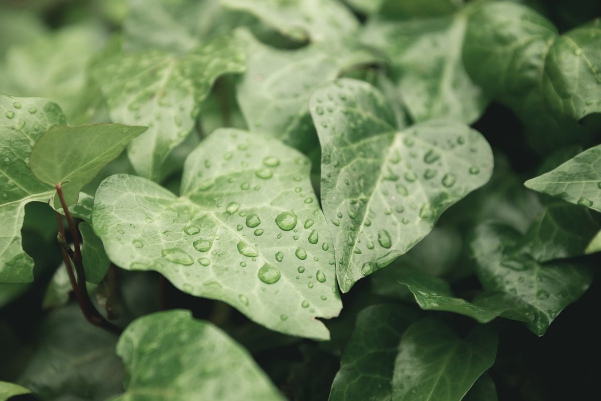 Fastest Growing Vining Plants for Beginners and Beyond - Plant Grower World