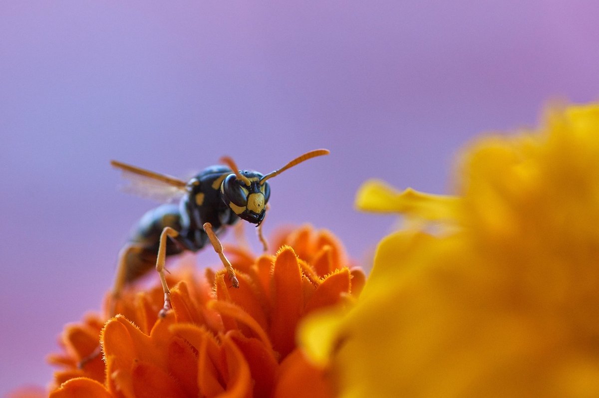 Repel Wasps Naturally with These Effective Plants - Plant Grower World
