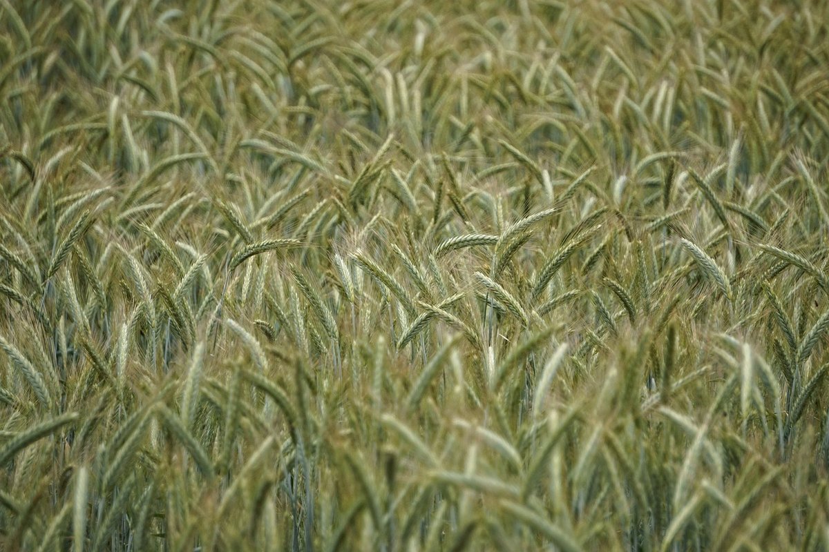 Unlocking Triticales Potential: History, Benefits & Uses - Plant Grower ...