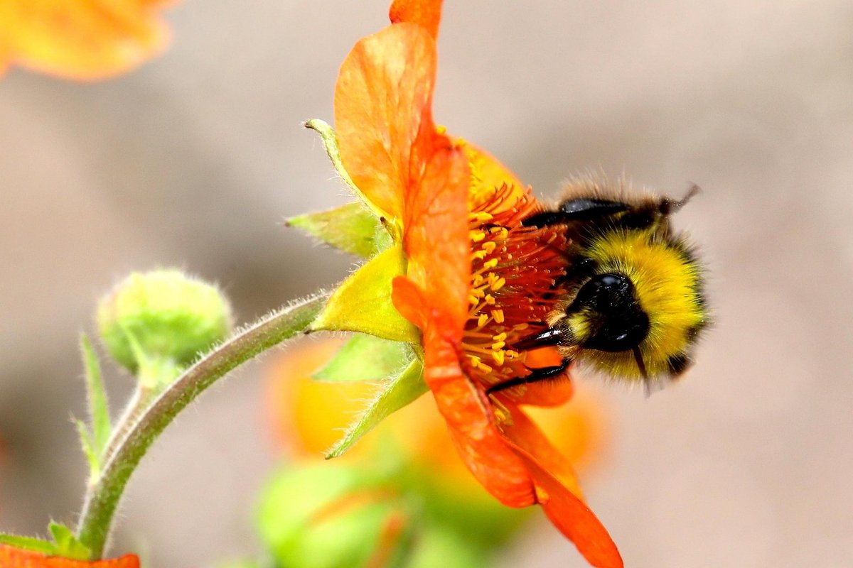 Meet the Yellow Bumble Bee: A Comprehensive Guide - Plant Grower World