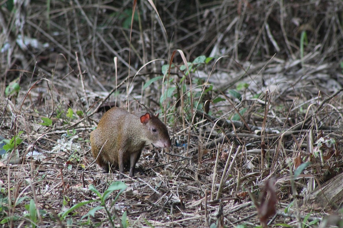 Unveiling the Secret Lives of Shrews: Biology and Behavior - Plant ...