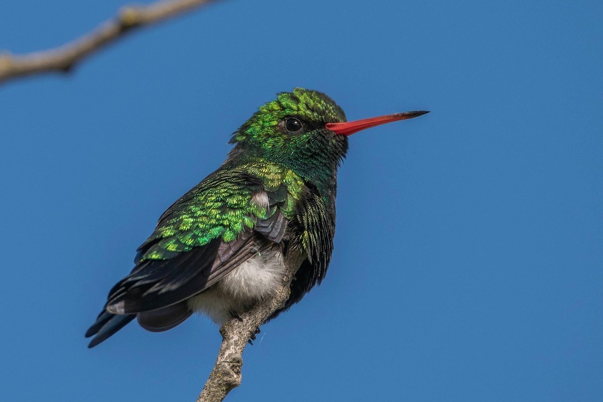 Discover What an Aviary Is and Its Wonders - Plant Grower World
