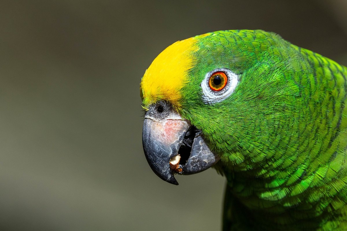 Will Birds Eat Slugs? Understanding Their Complex Relationship - Plant ...