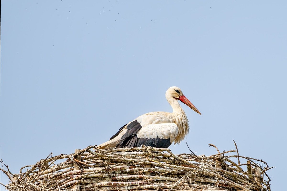 Unlocking Birds Nest Fungus Secrets and Importance Revealed - Plant ...