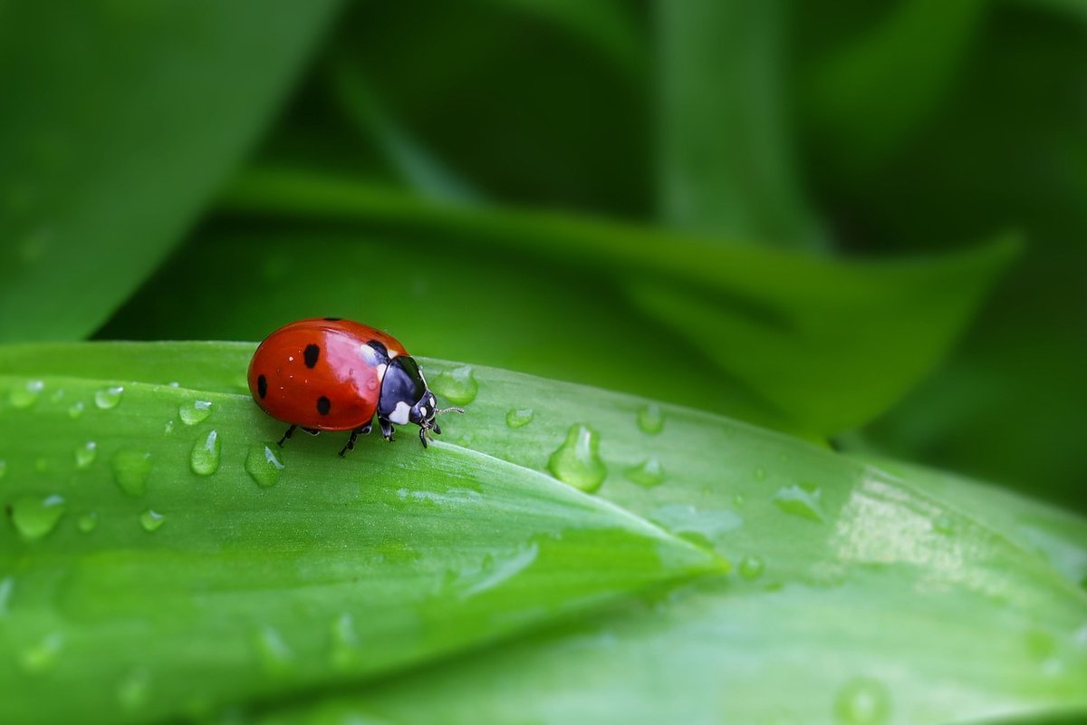 Chinese Ladybug Beetle Guide: Habitat, Diet & Conservation Status ...
