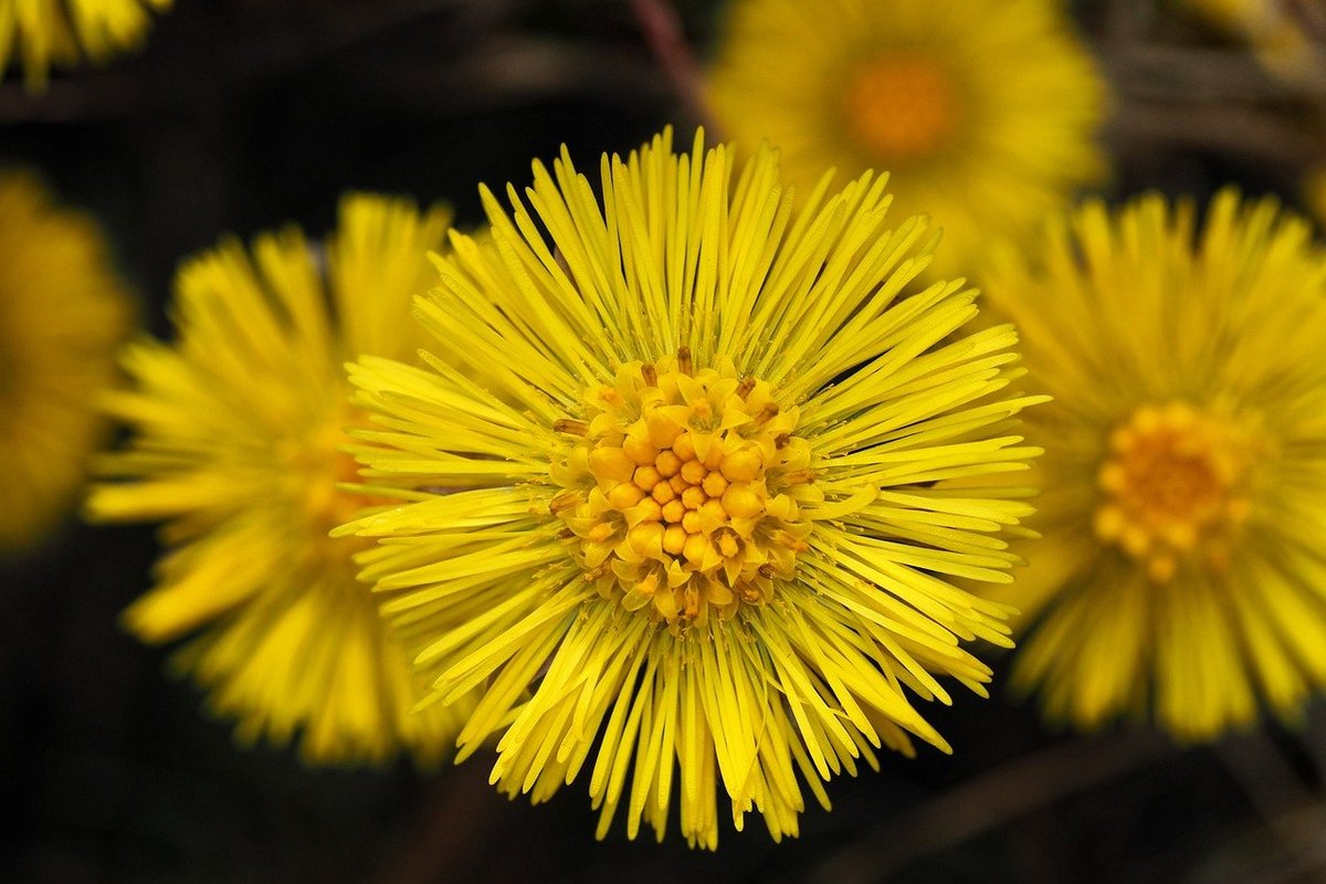 Unlocking the Secrets of Composite Family Plants - Plant Grower World