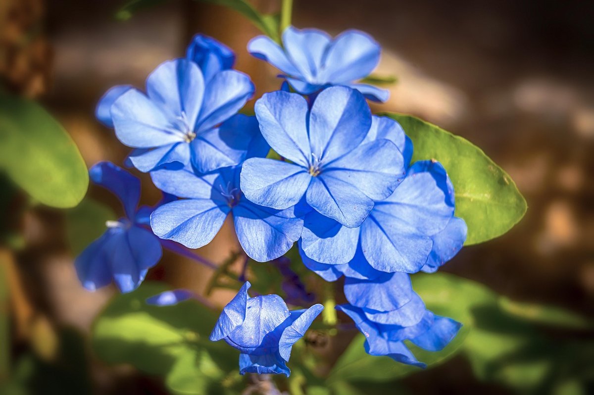 Discover the Diversity of Jasmine Types and Varieties - Plant Grower World