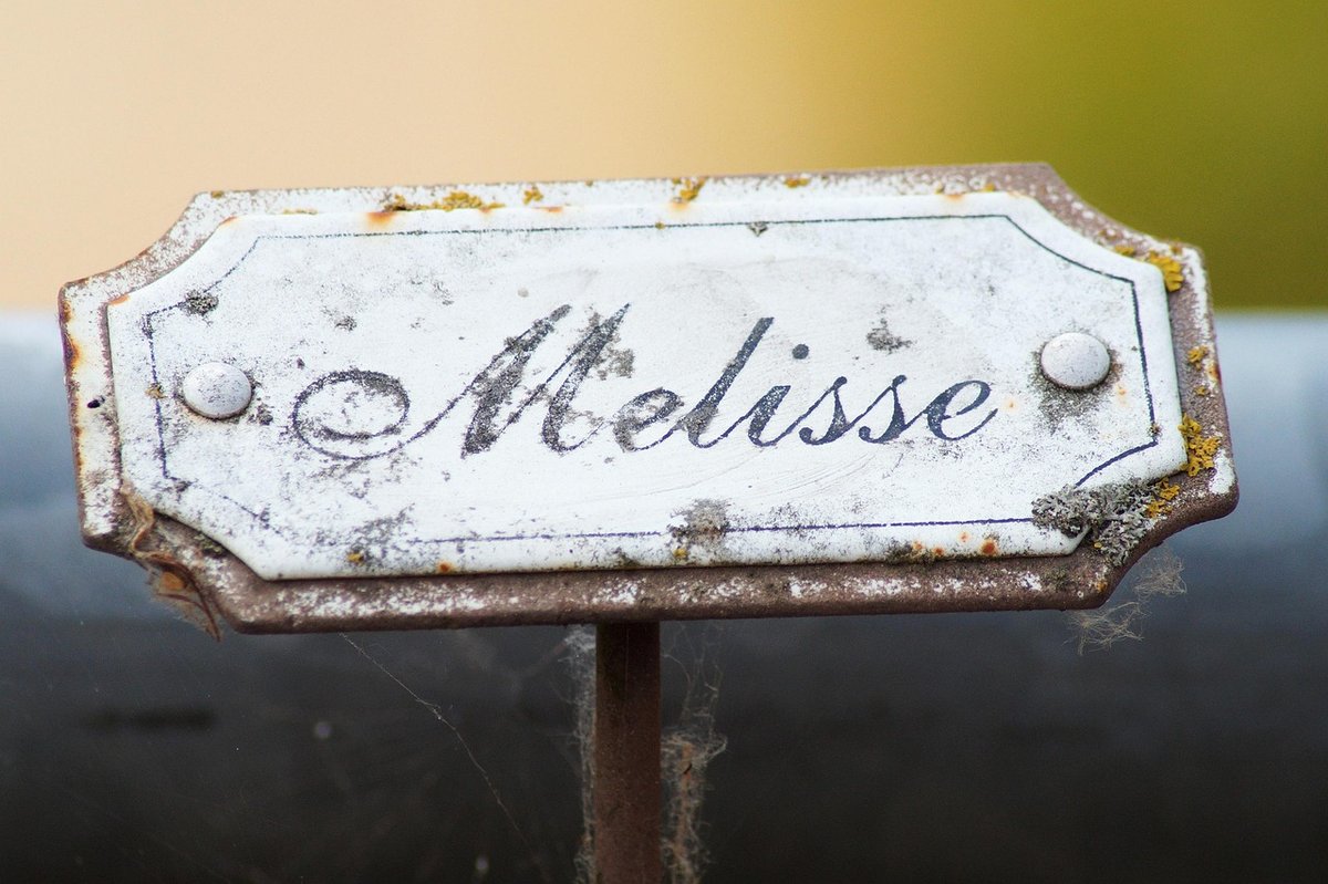 Creative Plant Names: A Fun Guide to Naming Your Greens - Plant Grower ...