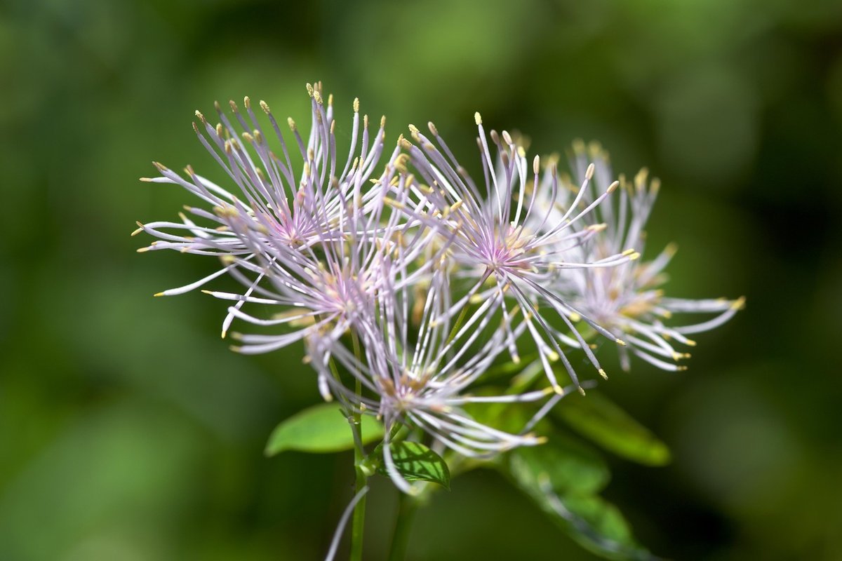 Unlocking Rue Plant Benefits: Care, Uses & History - Plant Grower World