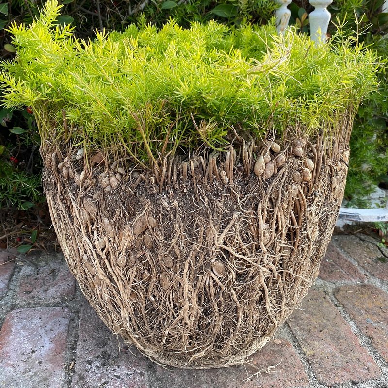 Boost Your Garden with the Best Soil Planters for Success - Plant ...