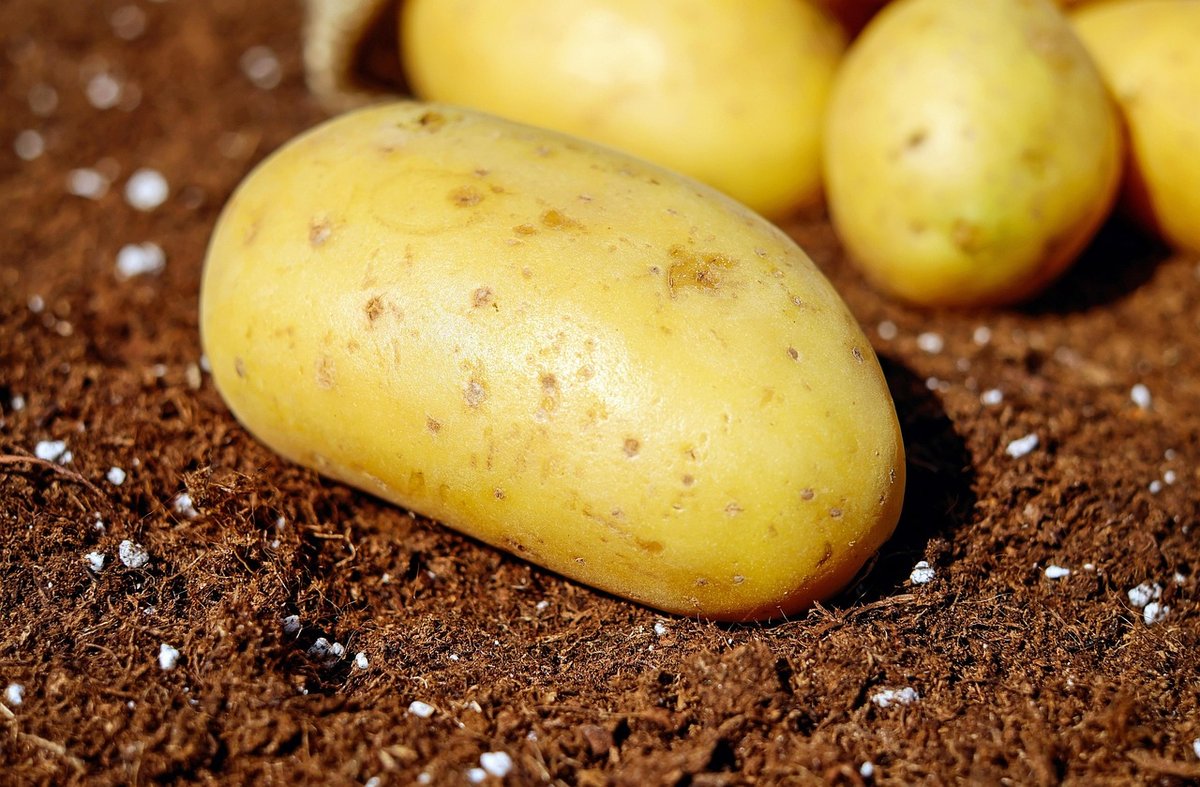 Yellow Turnip vs Rutabaga: Which Root Vegetable Reigns Supreme? - Plant ...