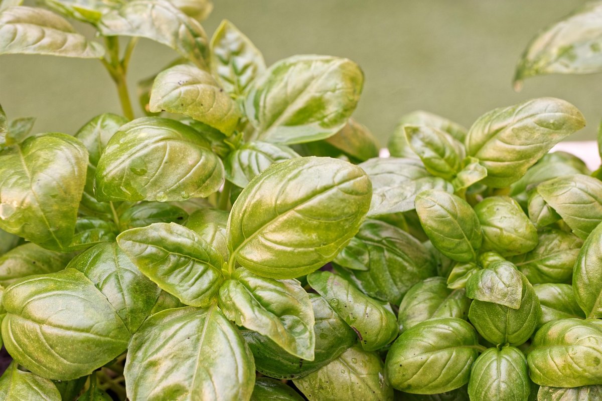 Grow Basil Like a Pro: A Step-by-Step Guide - Plant Grower World