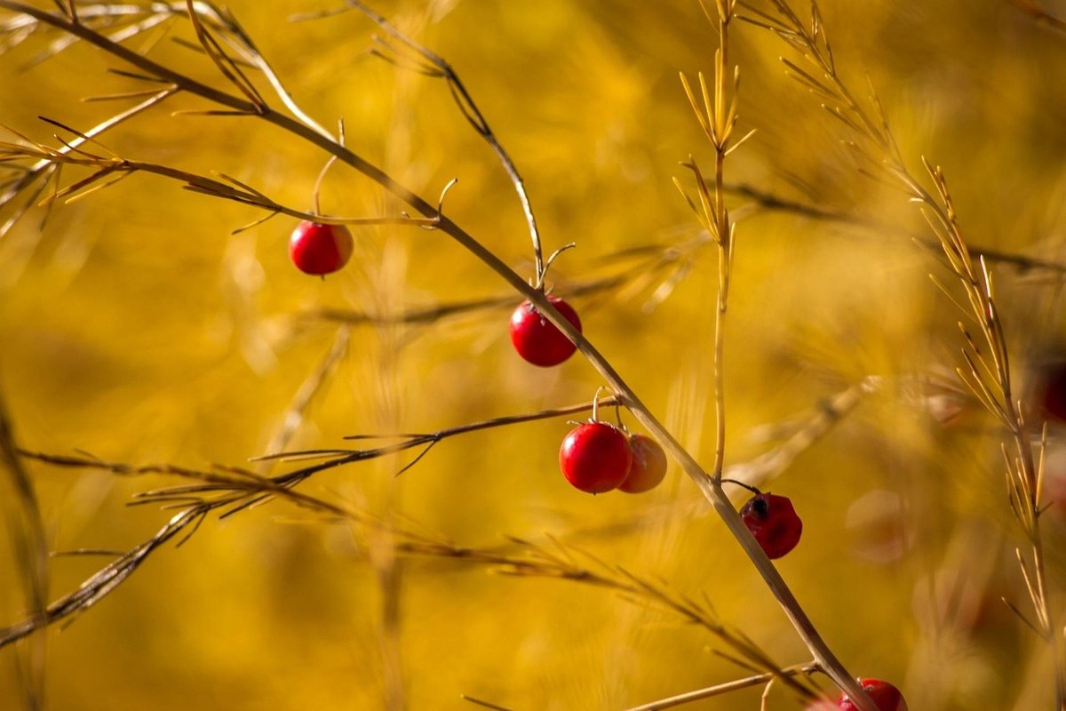 Thin Fruit on Trees: Improve Yields & Enhance Quality - Plant Grower World