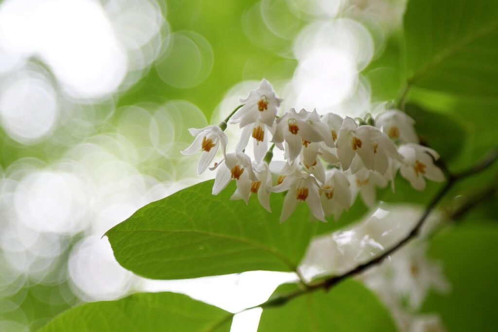 Unlocking Styrax Tree Benefits: Uses, Care, and Sustainability - Plant ...