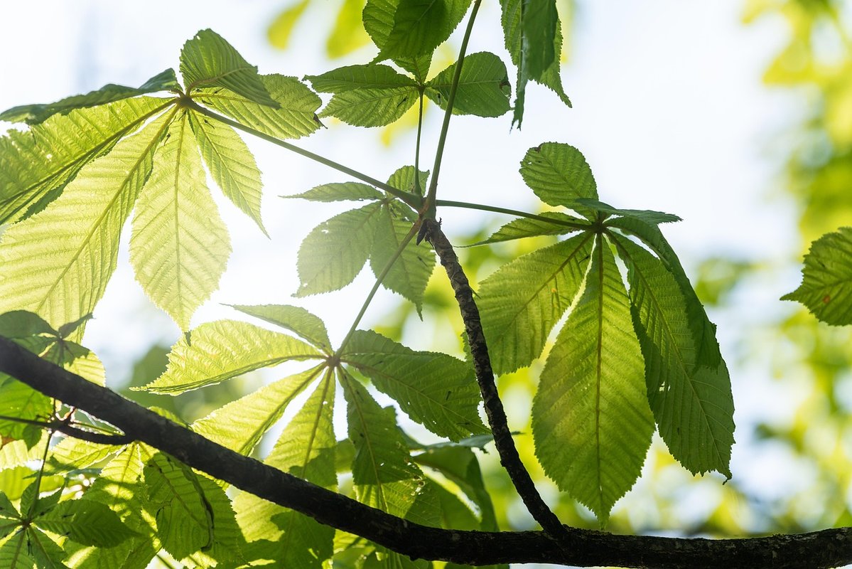 Grow a Chestnut Tree from Seed with Our Expert Guide - Plant Grower World