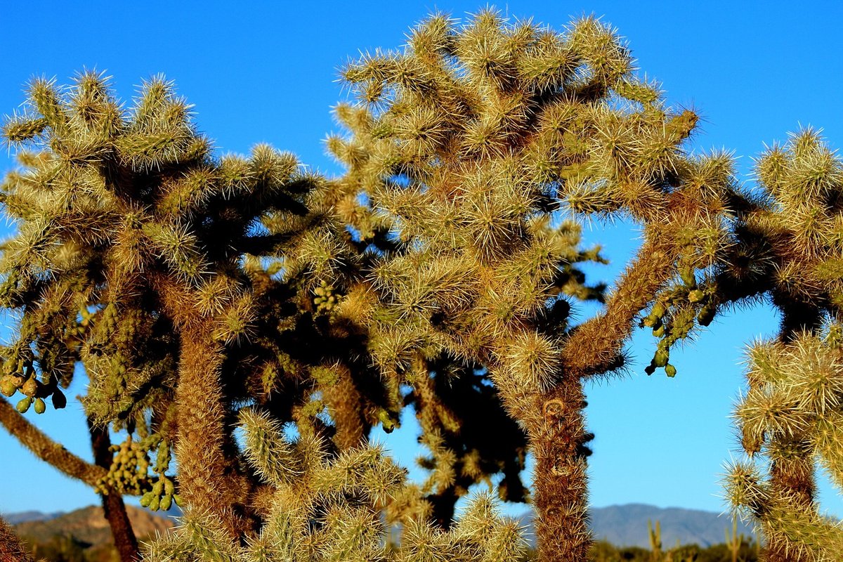 Identify Cholla Cacti: A Comprehensive Guide with Expert Tips - Plant ...