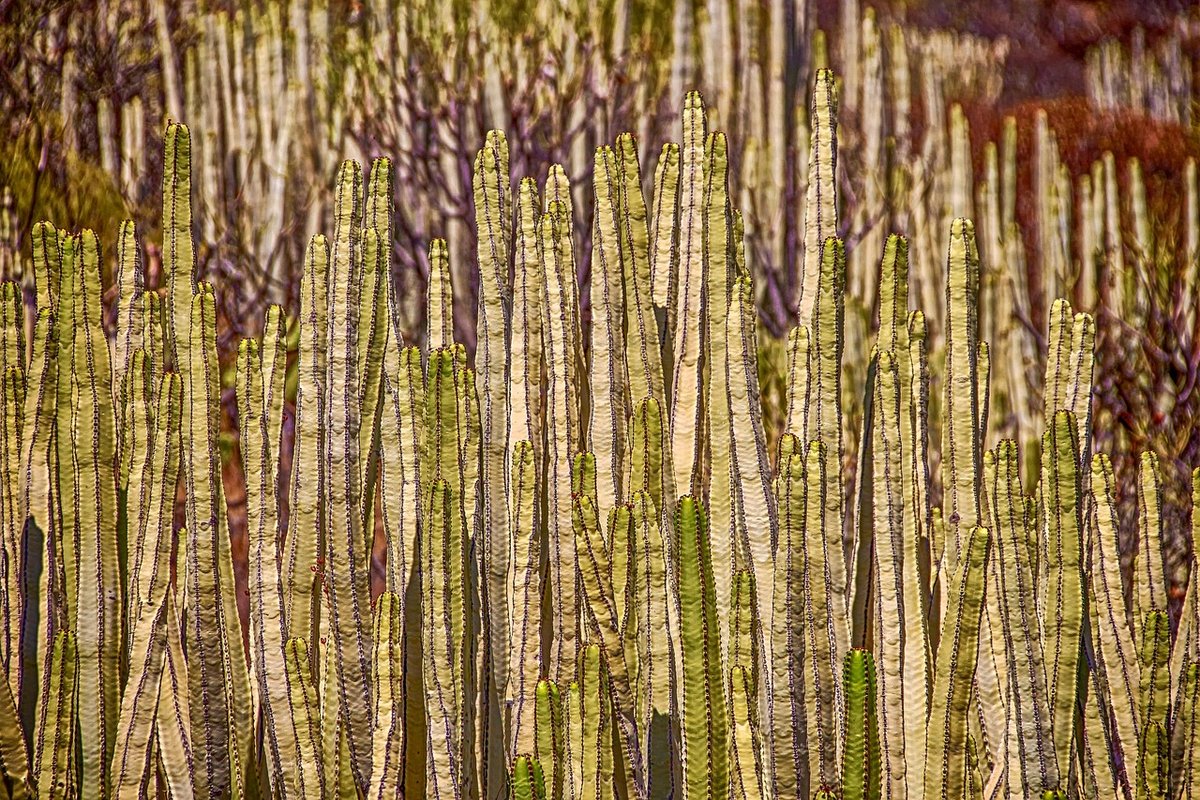 Discover Columnar Cactus Types and Care Tips - Plant Grower World
