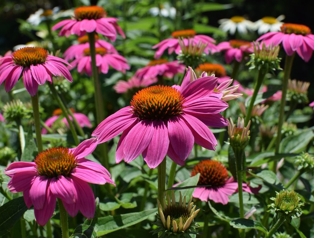 Echinacea Cone Rot Control: Causes & Management Strategies - Plant ...