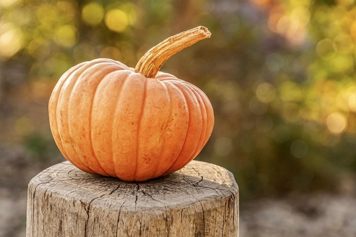 Unlock Halloween Magic with Interesting Pumpkin Facts & Carving Ideas ...