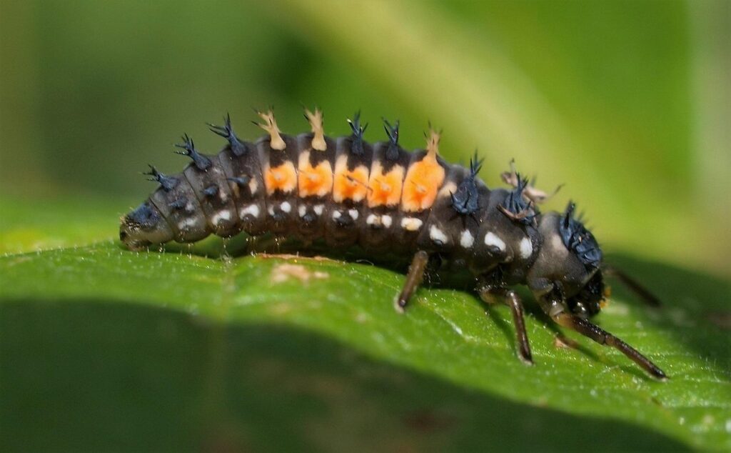 Ladybug Larvae in Your Garden: A Comprehensive Guide - Plant Grower World