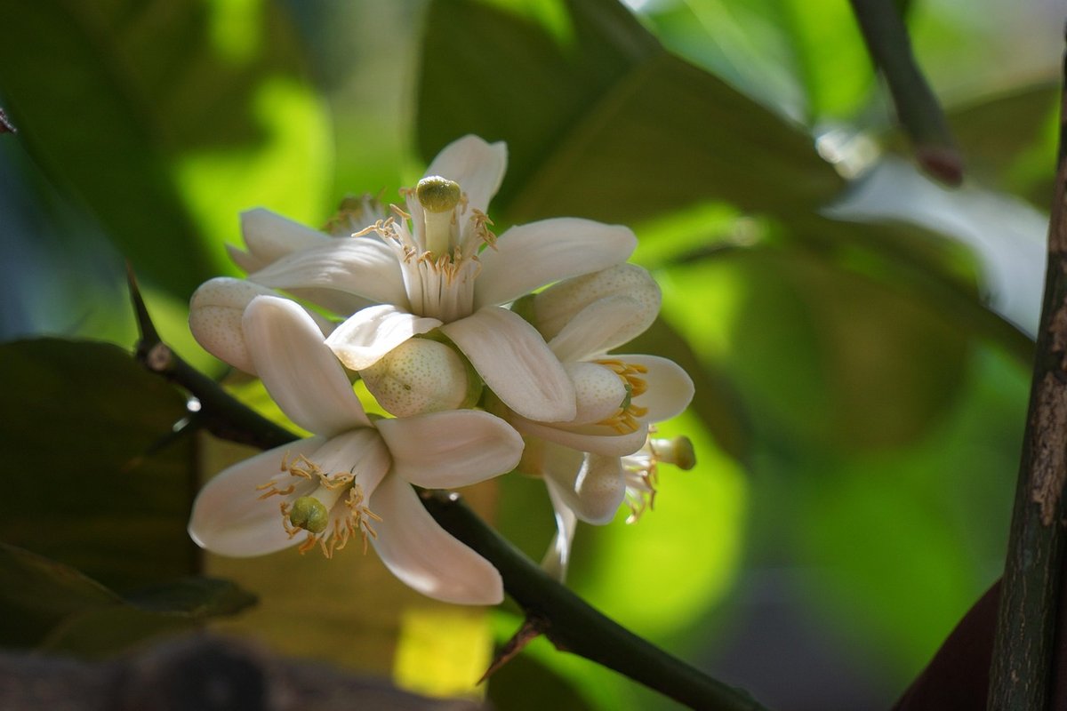 Master Lemon Tree Blossom Care for a Bountiful Harvest - Plant Grower World