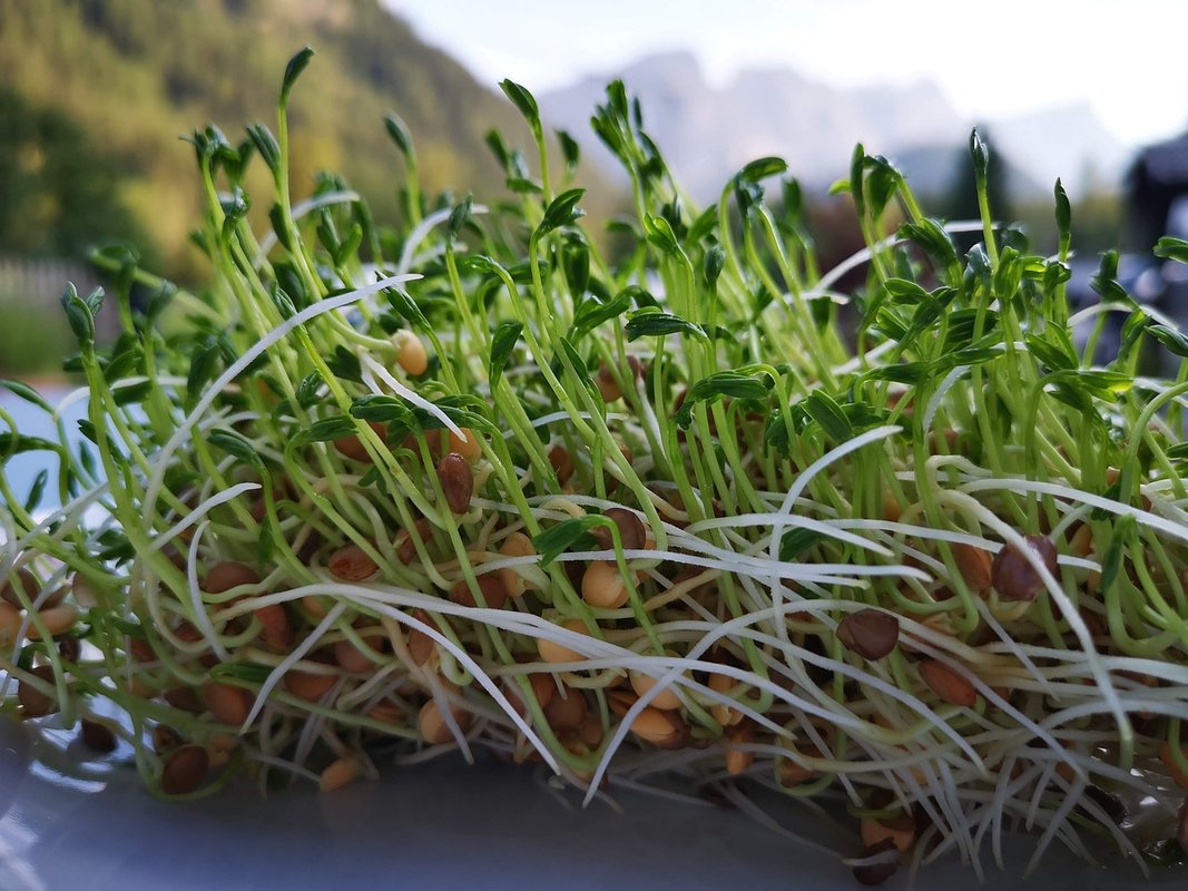 How Lentils Grow from Seed to Harvest in 7 Stages - Plant Grower World