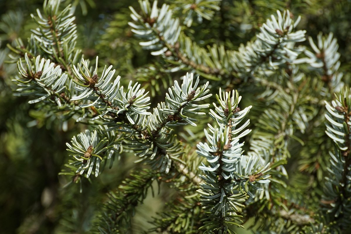 Identify Conifers by Needles: Shapes, Sizes & Arrangements - Plant ...