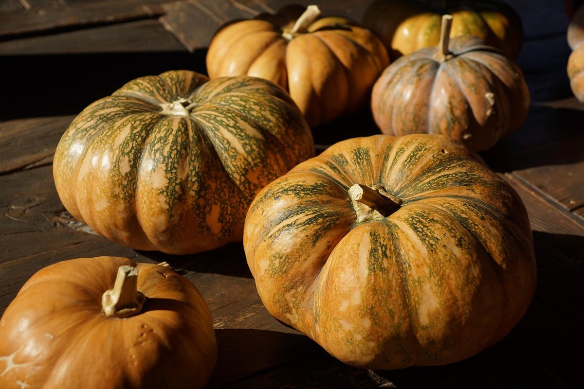 Master Pumpkin Drying Techniques for Year-Round Use - Plant Grower World