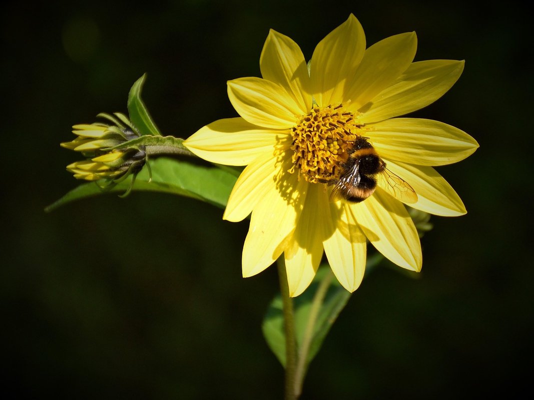 Thriving Shade Gardens: A Pollinators Paradise - Plant Grower World