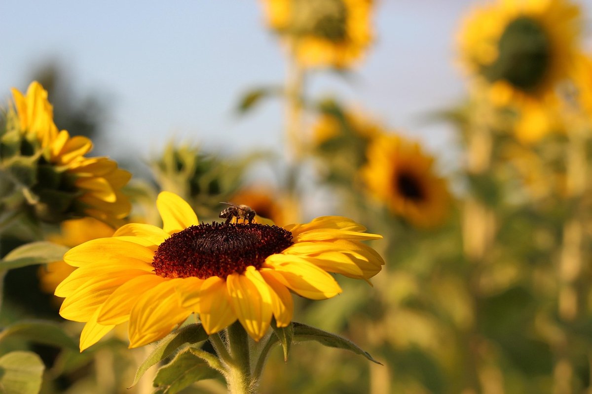 Exploring Sunflower Species Diversity and Characteristics - Plant ...