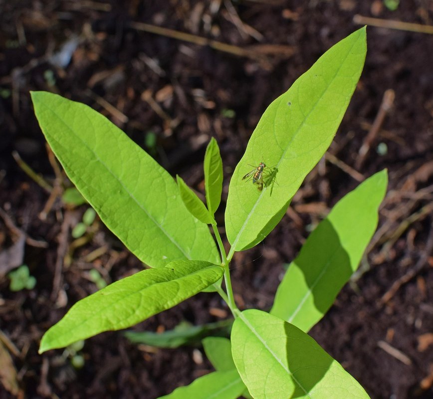 Control Aphids on Milkweed with These Effective Methods - Plant Grower ...