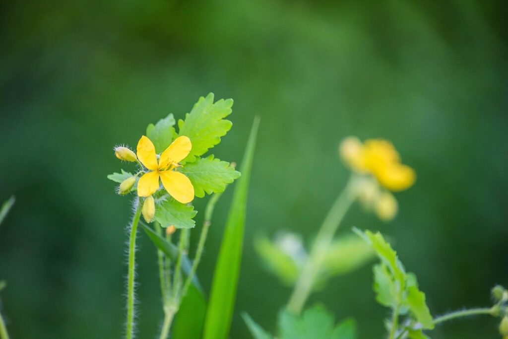 Unlocking Flower Form Secrets in Horticulture - Plant Grower World