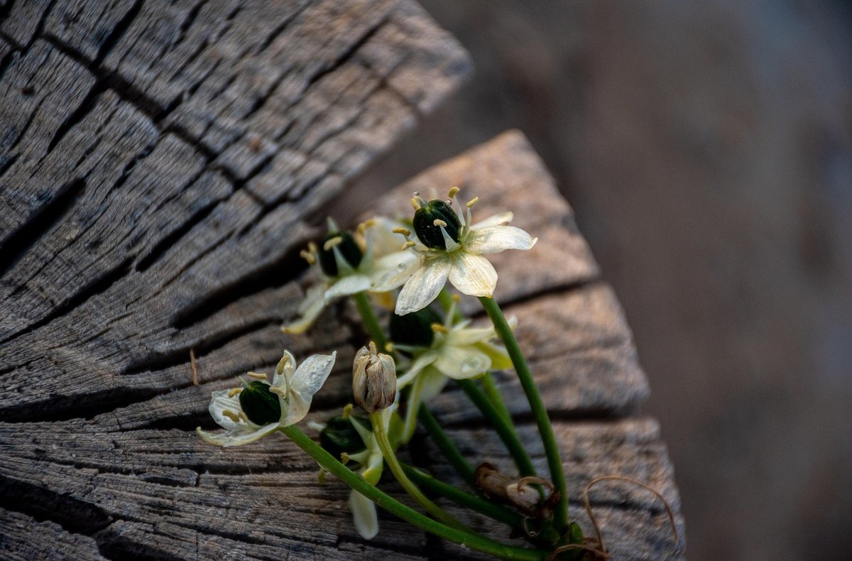 Unlocking Flower Anatomy with Cross Sections - Plant Grower World