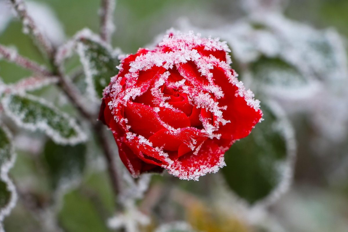 Protecting Texas Roses from Freeze Damage - Plant Grower World