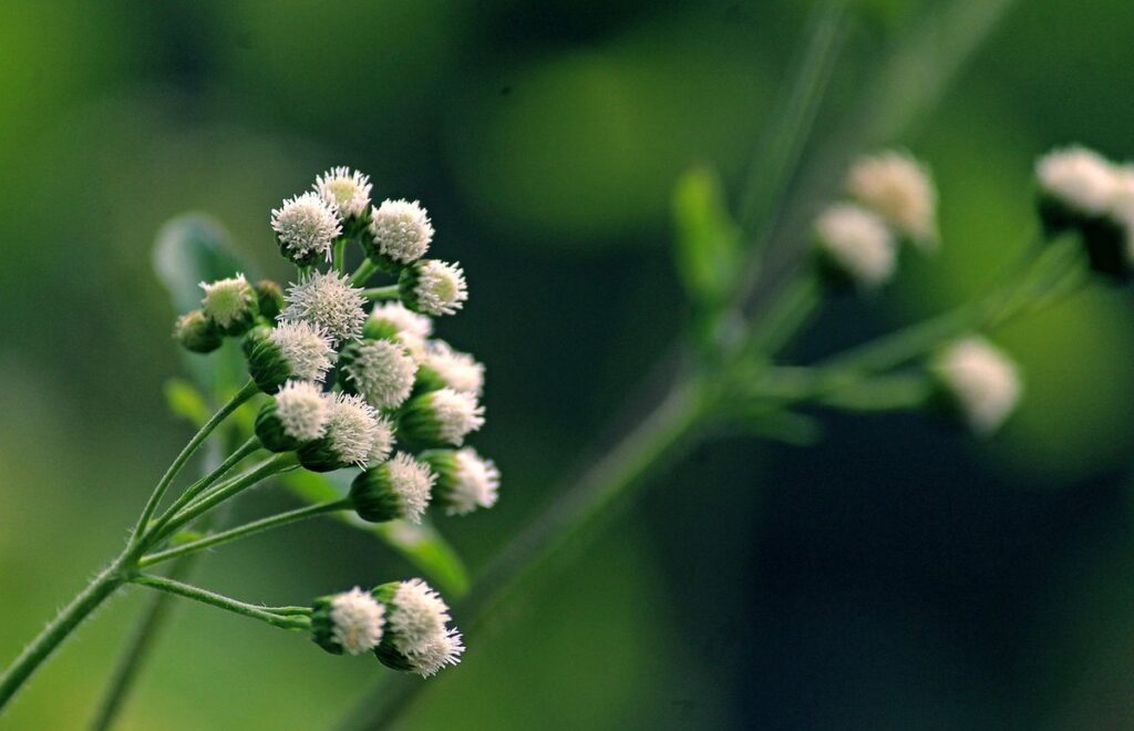 Unlocking Goat Weed Plant Benefits: History to Nutrition - Plant Grower ...
