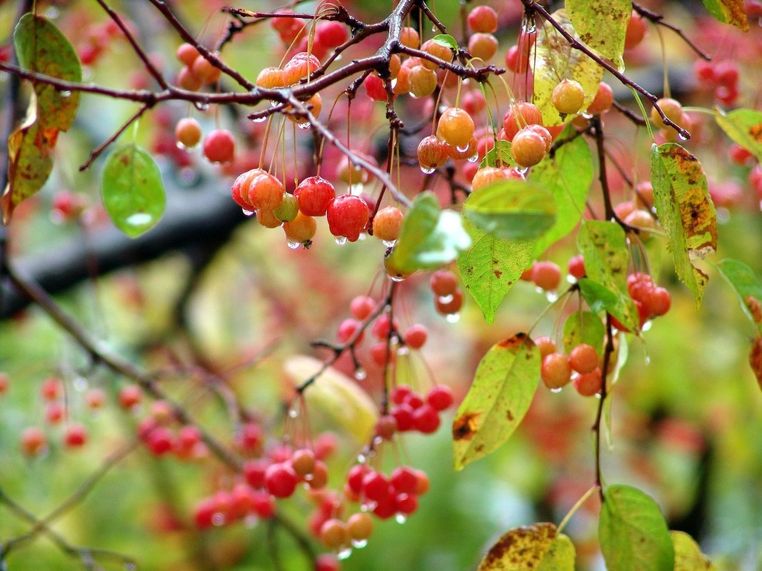 Unraveling the Mystery of Non-Fruiting Trees: Existence and Evolution ...