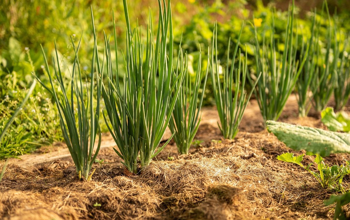 Zone 7 Onions: Planting Times and Expert Tips - Plant Grower World
