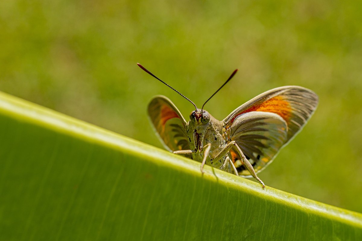 Attract Pests with These Herbs: A Comprehensive Guide - Plant Grower World