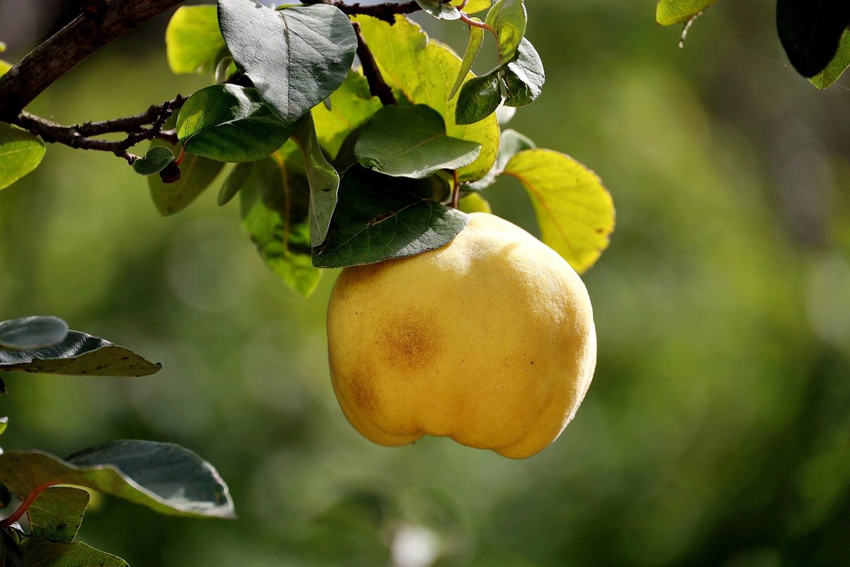 Prune Quince Trees Like a Pro: Tips and Techniques - Plant Grower World