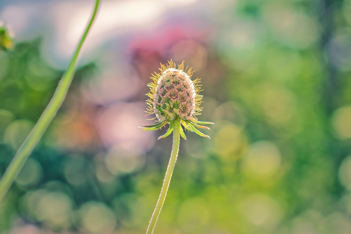 Identify Spiky Tree Seed Pods with Our Comprehensive Guide - Plant ...
