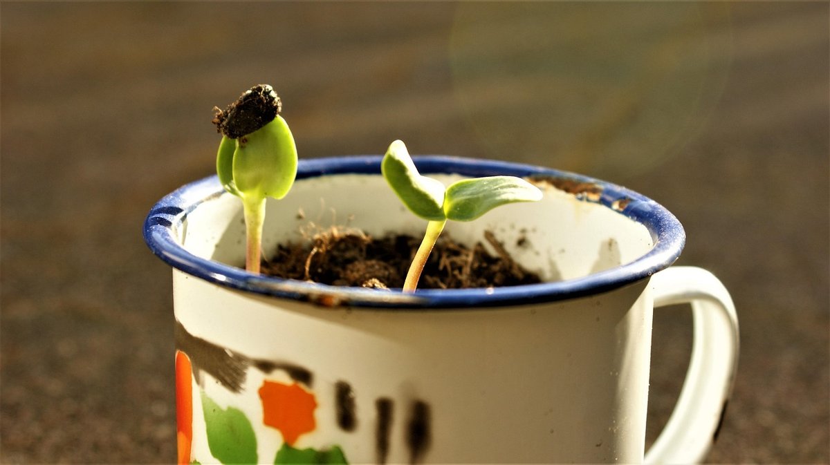 Nurturing Sunflower Seedlings: Tips and Tricks for Success - Plant ...