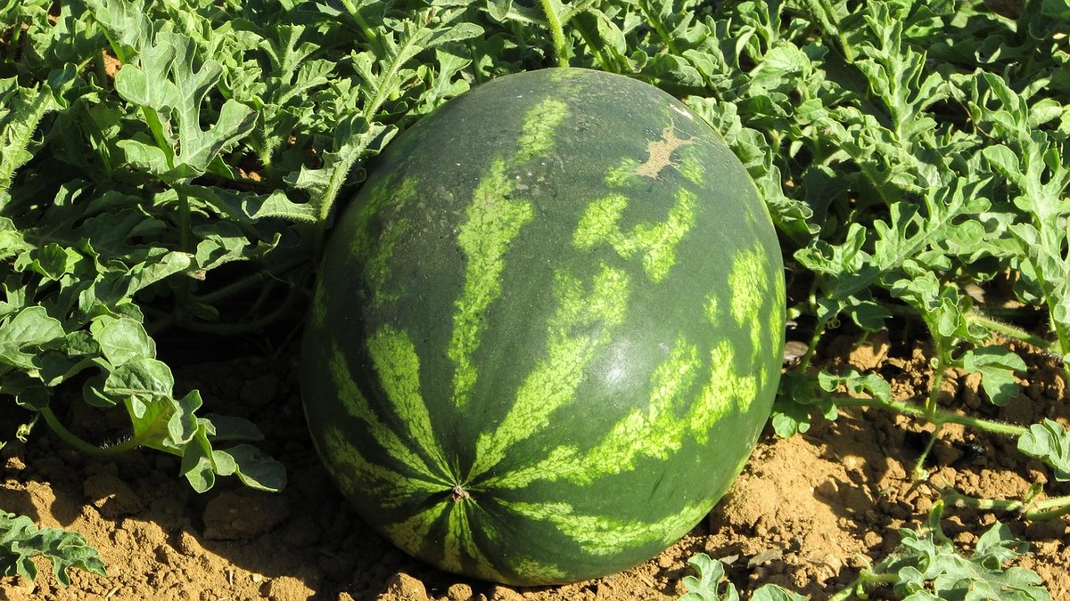 Grow Watermelons Like a Pro with Our Step-by-Step Guide - Plant Grower ...