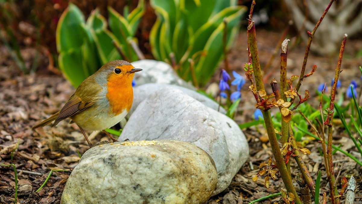 Create a Bird-Friendly Haven in Your Garden Today! - Plant Grower World