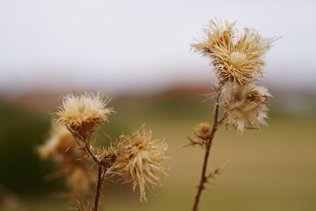Drought-Tolerant Garden Ideas for a Water-Smart Oasis - Plant Grower World