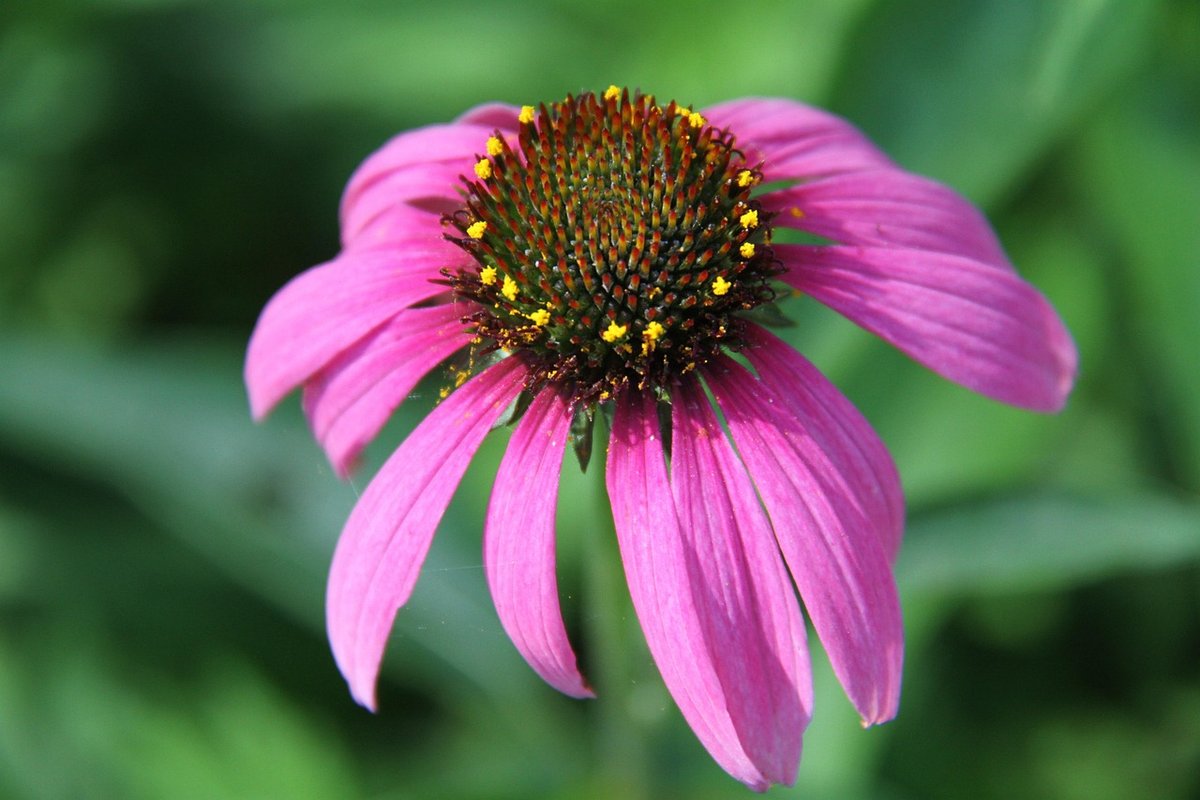 Grow Echinacea from Seed: A Step-by-Step Guide - Plant Grower World