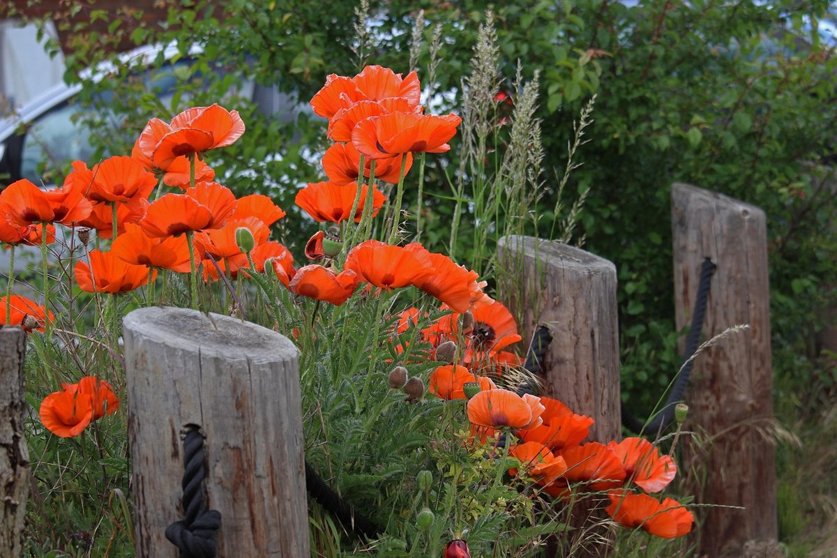 Create a Stunning Front Yard Meadow with These Easy Steps - Plant ...