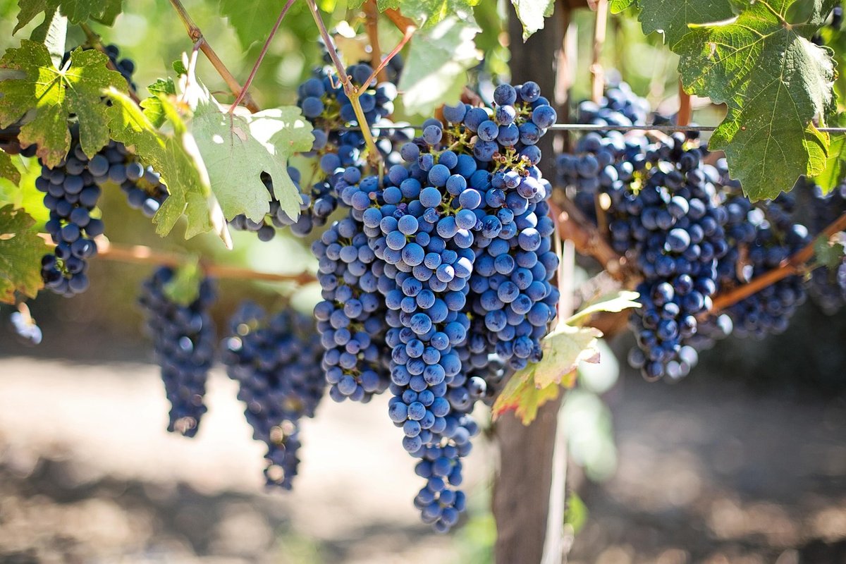 Identify Grapevine Diseases for Better Yields and Quality - Plant ...