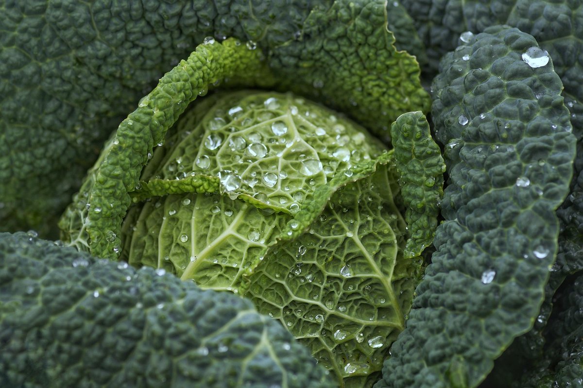 Mastering Kale Spacing and Harvesting for a Bountiful Crop - Plant ...