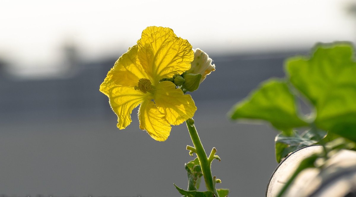 Grow and Use Luffa Sponge Plants with Ease - Plant Grower World